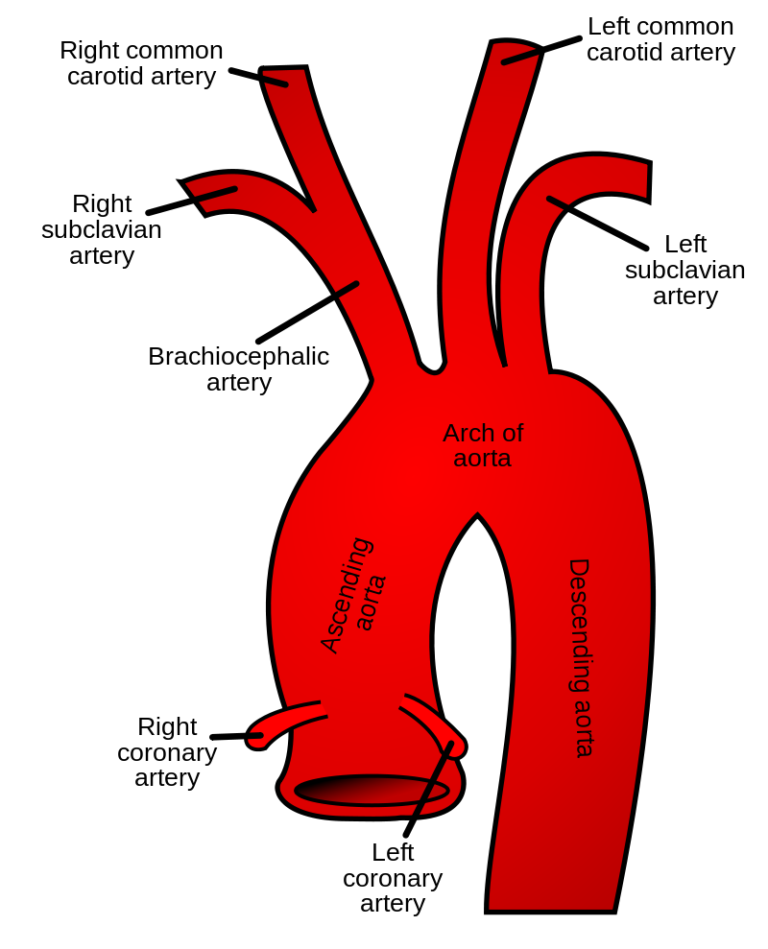 FUNCTION OF THE AORTA IN THE HUMAN BODY - JCE MSCE LESSONS